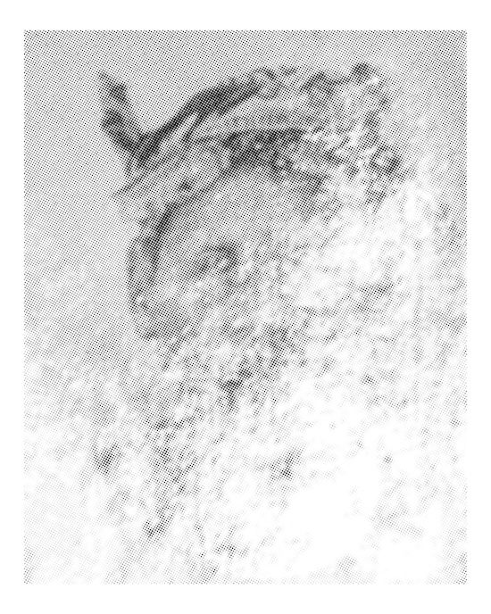 The silent survivors - Inside Indonesia: The peoples and cultures of Indonesia